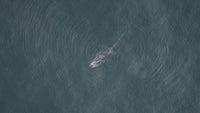 Right whale spotted tangled in fishing gear south of Nantucket is on ...