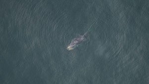 Right whale spotted tangled in fishing gear south of Nantucket is on ...