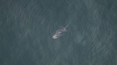 Right whale spotted tangled in fishing gear south of Nantucket is on ...