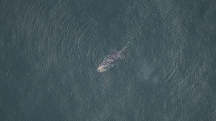 Right whale spotted tangled in fishing gear south of Nantucket is on ...
