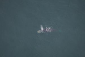 Right whale spotted tangled in fishing gear south of Nantucket is on ...