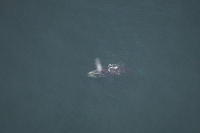 Right whale spotted tangled in fishing gear south of Nantucket is on ...
