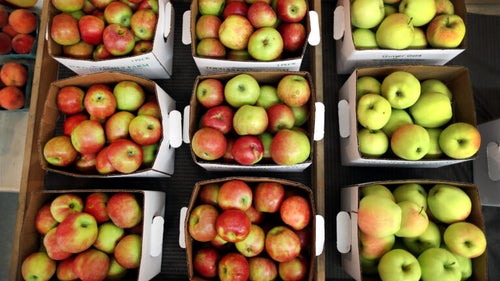 New England has 4 of the best apple picking destinations in the U.S.