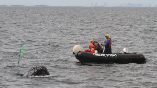 Pilgrim power plant owner still considering dumping nuclear waste into ...