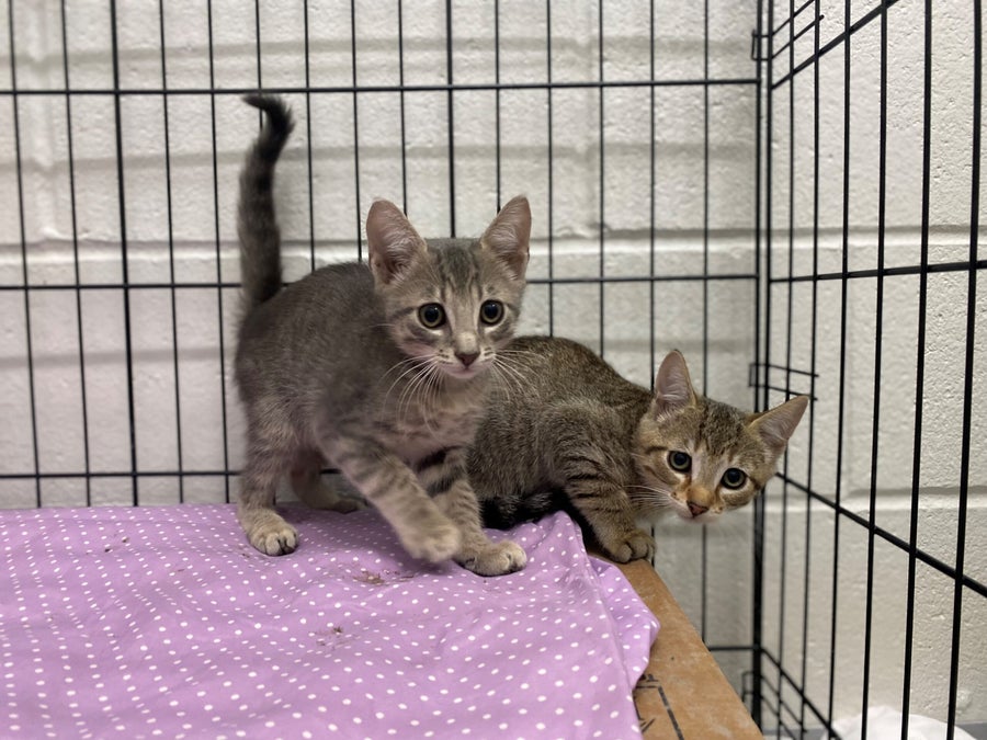 Cats from St. John will be available for adoption at MSPCA centers this ...