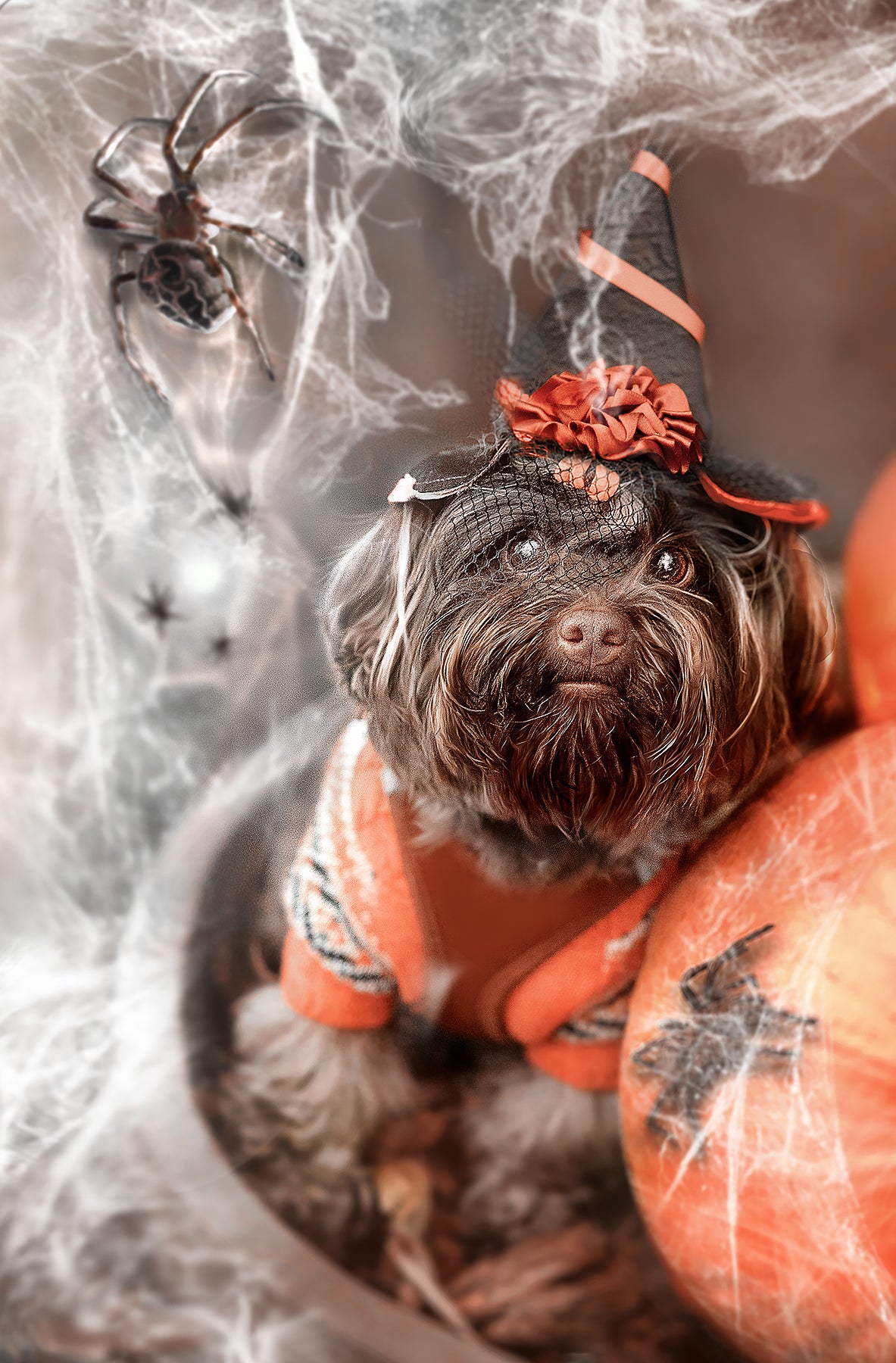 We asked for your best Halloween pet photos. Here are our favorites.