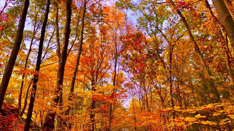 We asked for the best pictures of fall foliage. Here are our favorites.