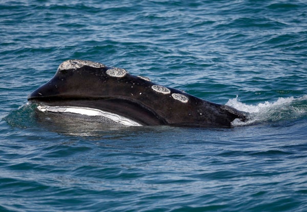 'Whales ho!' Sailors, conservationists help keep whales safe