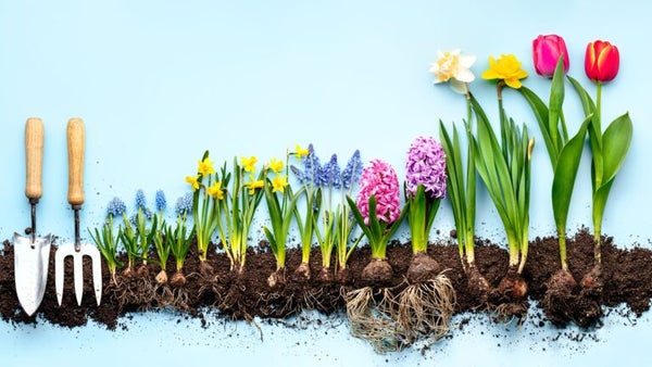 Ask the Gardener: Tips for getting more blooms next spring