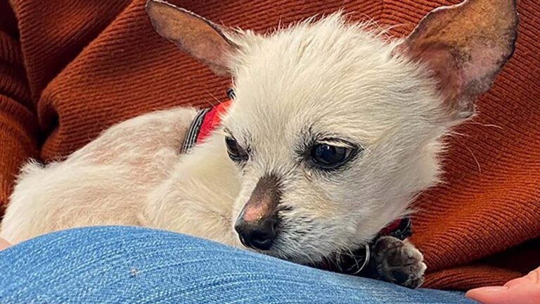 Emaciated dog found in Malden regaining strength, making strides in ...