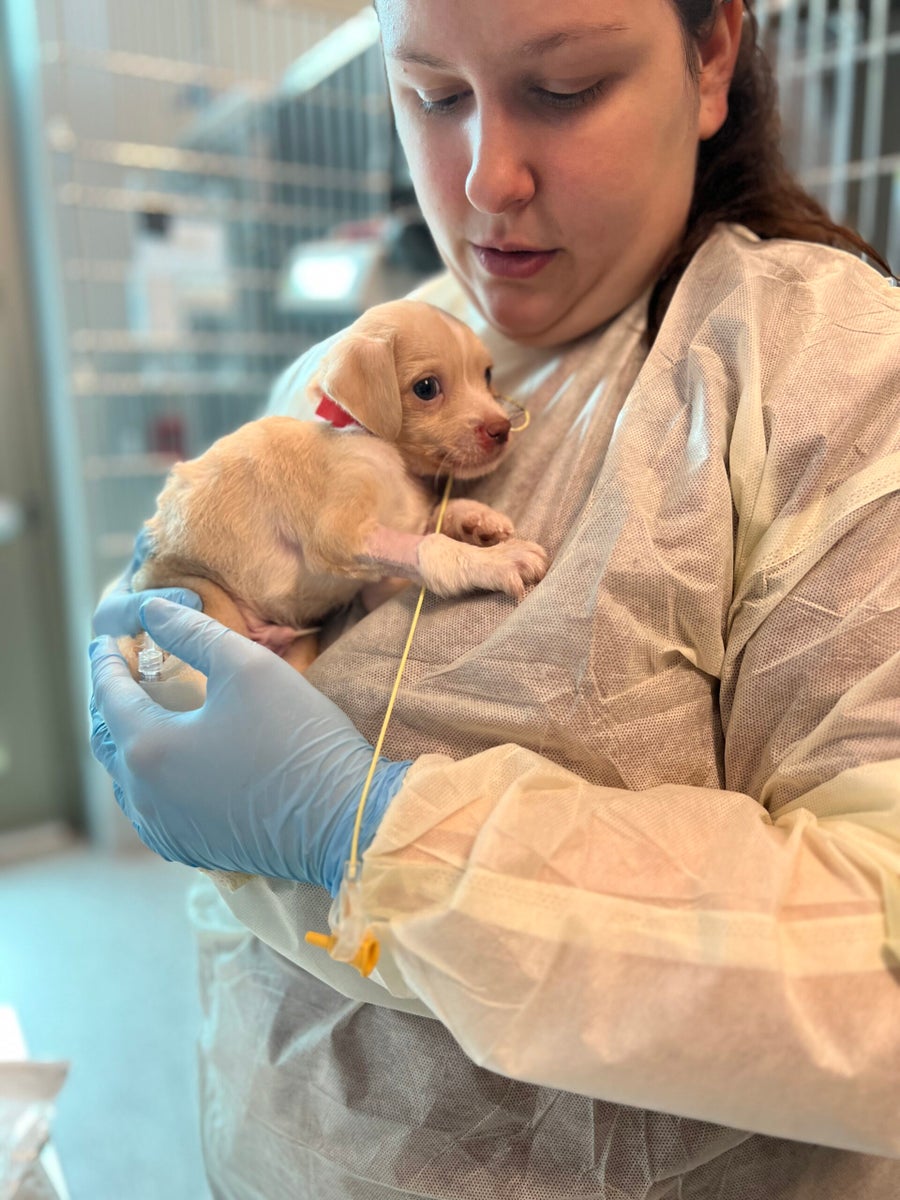 MSPCA caring for sick six-week-old puppy found on East Boston street