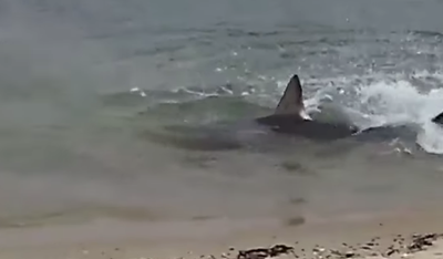 Watch: Great white shark seen feasting on seals off Nantucket
