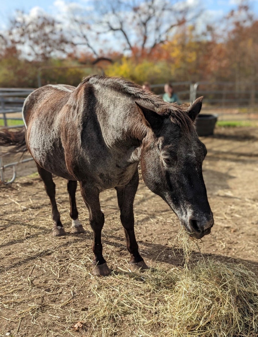 Ducks, horses, dogs, and turkeys, oh my! MSPCA seeks adopters for bevy ...