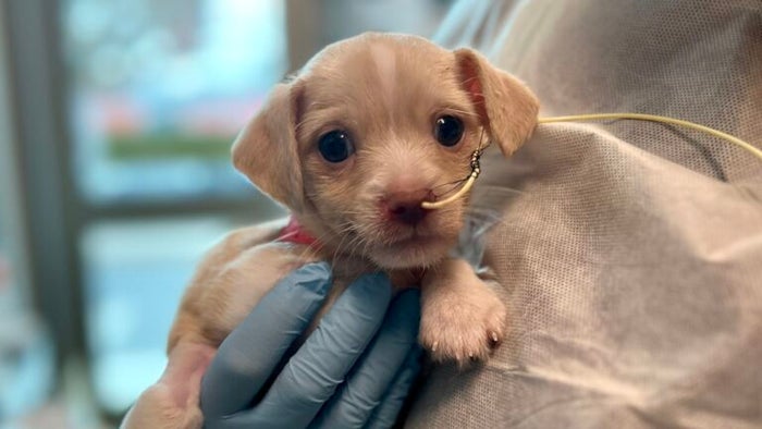 MSPCA caring for sick six-week-old puppy found on East Boston street