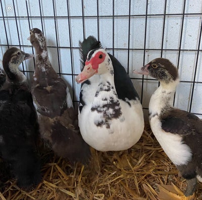 MSPCA caring for sick six-week-old puppy found on East Boston street