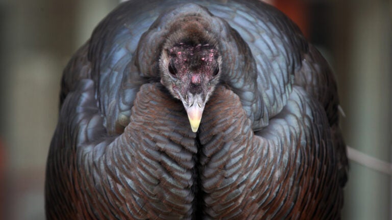 Seeking more school spirit, Harvard students are turning to turkeys