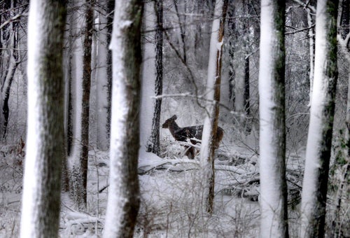 Are there wolves in the Northeast? It's complicated.