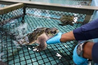 More than 150 sea turtles with hypothermia treated by New England Aquarium