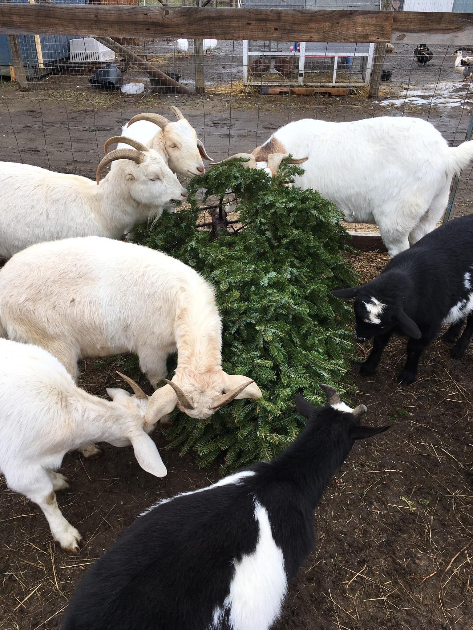 Don't toss that Christmas tree just yet. Feed it to these goats instead.
