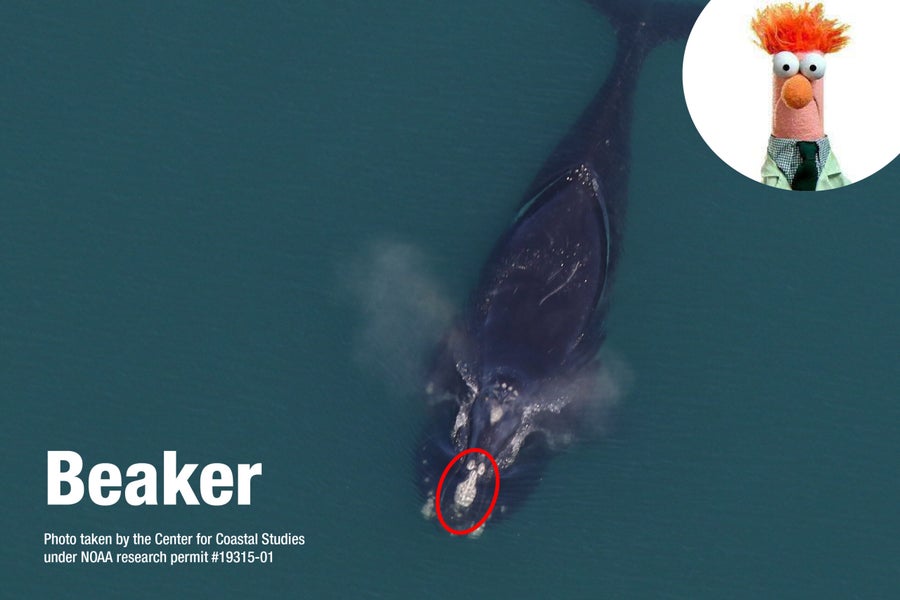 Meet 'Jedi,' 'Cyclops,' and the rest of this year's newly named right ...