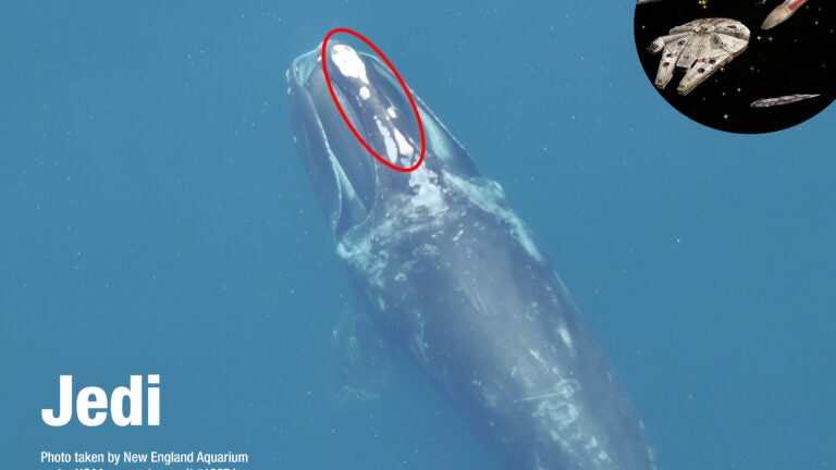 Meet 'Jedi,' 'Cyclops,' and the rest of this year's newly named right ...