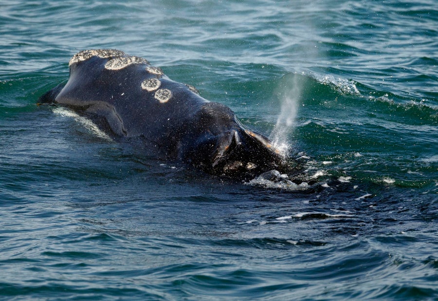 'Whales ho!' Sailors, conservationists help keep whales safe