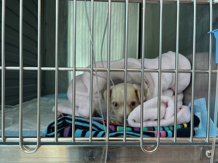 Sick puppy rescued in East Boston leaves the hospital