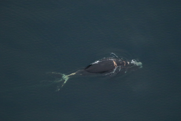 Right whale spotted tangled in fishing gear south of Nantucket is on ...