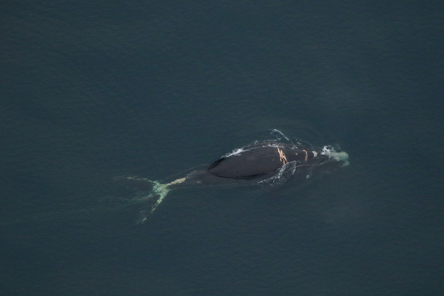Right whale spotted tangled in fishing gear south of Nantucket is on ...