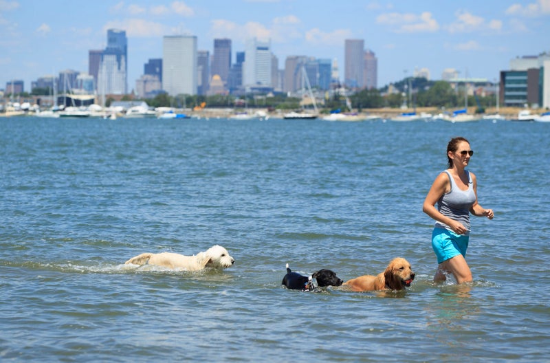 10 best places to walk your dog in Greater Boston, according to readers ...