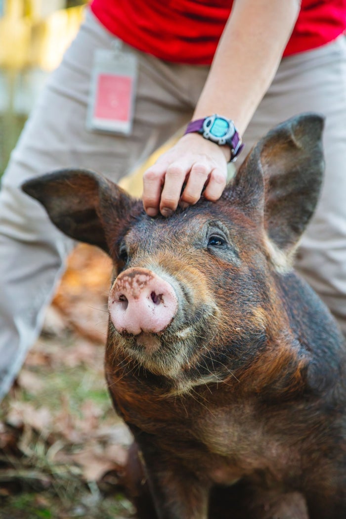 This abandoned 1-year-old pig is looking for a new home