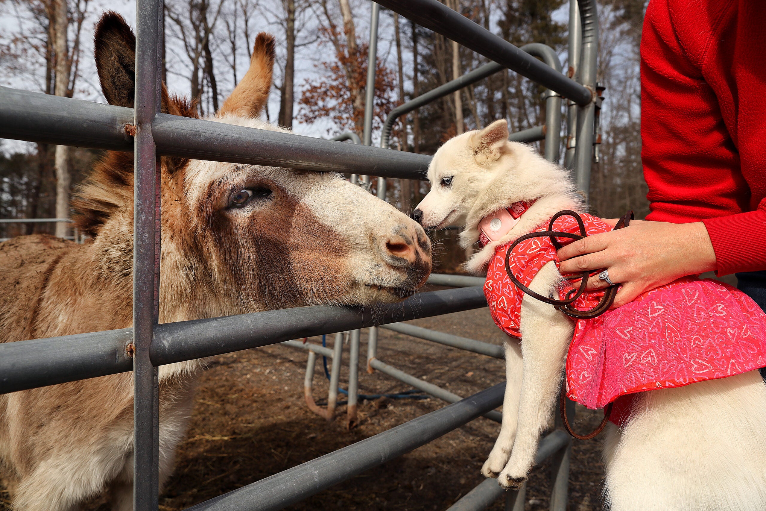 Valentine's Day: Children get to smooch rescued farm animals at Duxbury ...