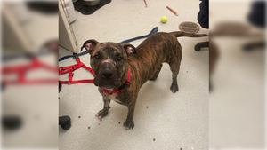 This blind, elderly dog needs a supportive home