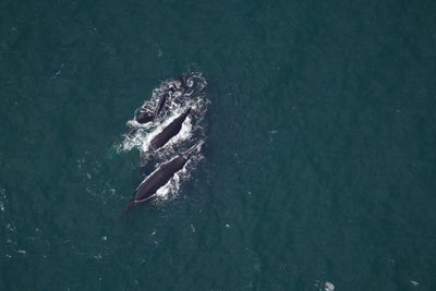 Killer whale off Cape Cod has been spotted in New England waters before