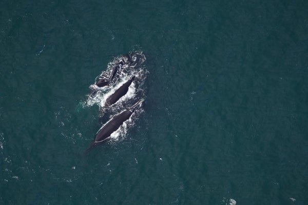 Killer whale off Cape Cod has been spotted in New England waters before