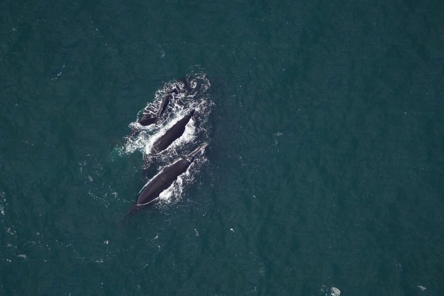 Killer whale off Cape Cod has been spotted in New England waters before