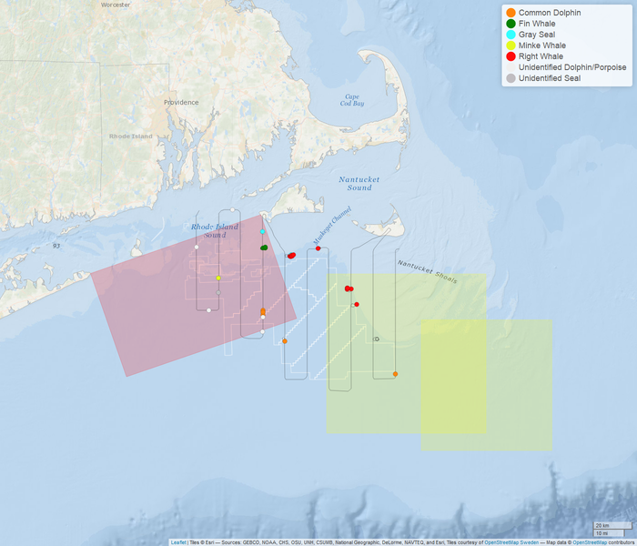 24 right whales spotted off Martha’s Vineyard, slow zone in effect