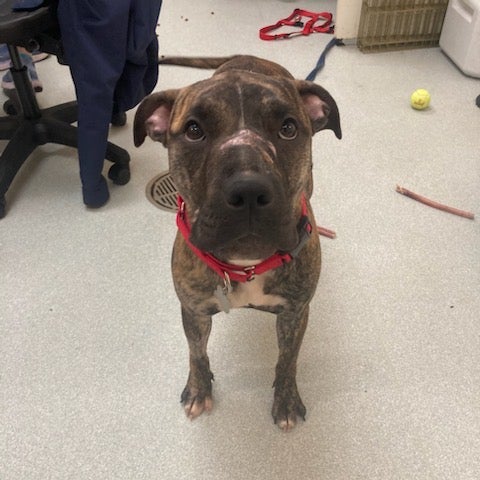 Officials looking for owner of injured dog found rummaging through trash