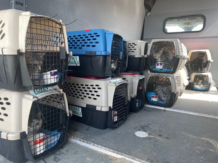 Salem shelter takes in nearly 50 cats from Texas as kitten season ...