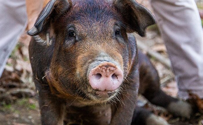 Pig abandoned in Boston finds new home in N.H.