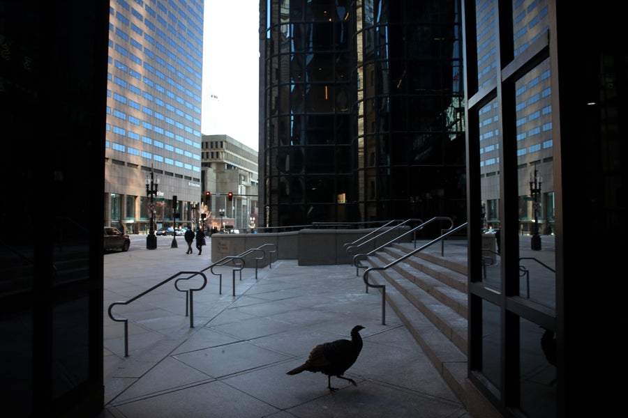 Why are there so many wild turkeys near Boston?