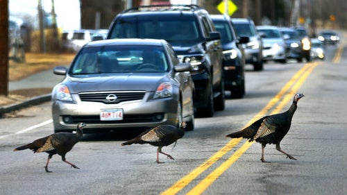 Why are there so many wild turkeys near Boston?