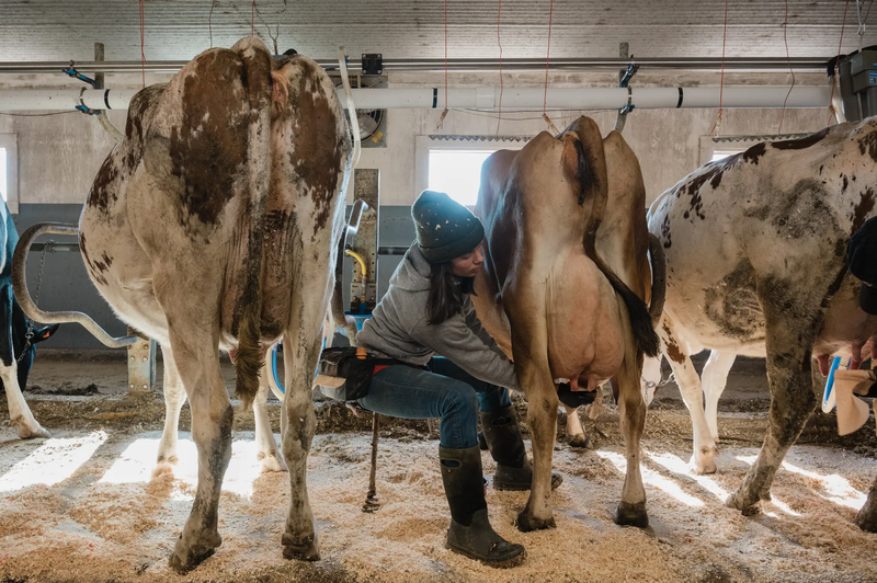 How dairy company HP Hood became the biggest seller of oat milk