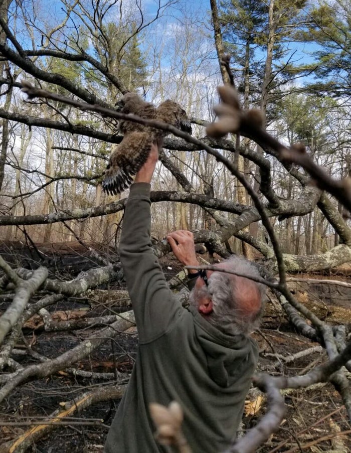 Danvers firefighters rescue great horned owl from woodland fire