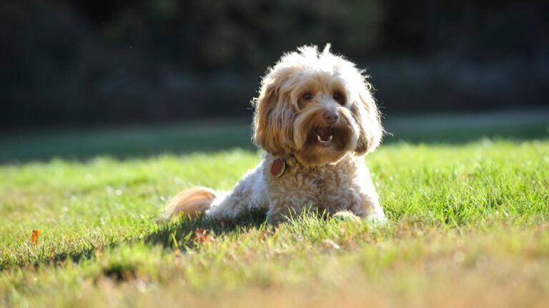 Tell us: Where's your favorite dog park in Greater Boston?