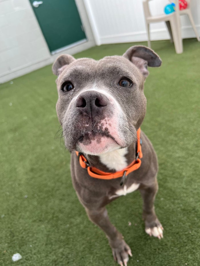 MSPCA puts pit bulls abandoned in Salem up for adoption post-recovery