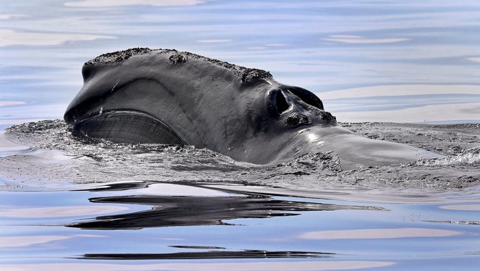 Right whale spotted tangled in fishing gear south of Nantucket is on ...
