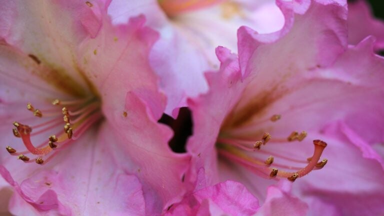 How to keep your garden pest-free without killing pollinators. Tips ...