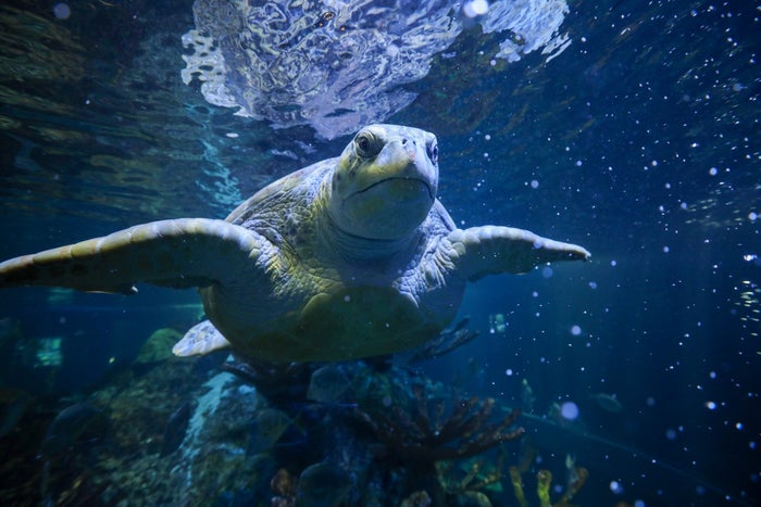 Meet the oldest animals in Boston's zoos and aquarium