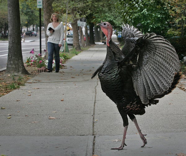 Why are there so many wild turkeys near Boston?